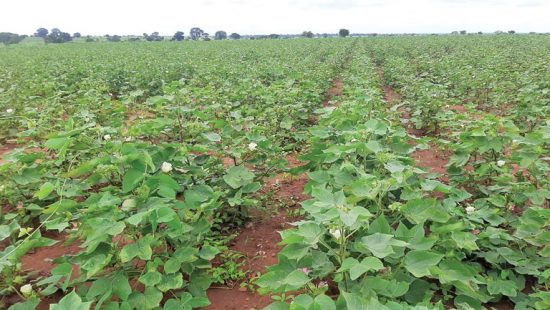 Monapo aposta na produção de alimentos – Ministério da Agricultura ...