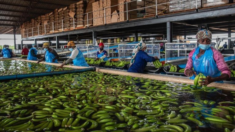 Banana ocupa lugar de destaque na exportação de fruta na Província de ...