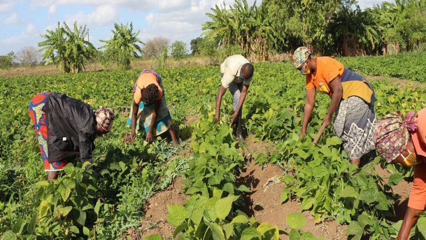 Ministério da Agricultura e Desenvolvimento Rural – Moçambique
