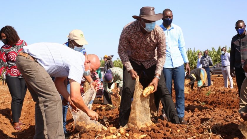 INHAMBANE PREVÊ PRODUZIR MAIS DE 8 MIL TONELADAS DE BATATA RENO ...