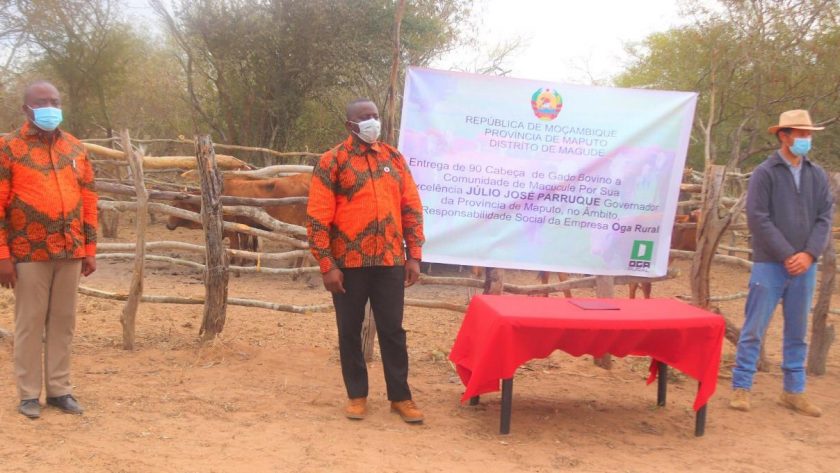MAGUDE CONSOLIDA POSIÇÃO DE MAIOR CRIADOR DE BOVINOS NA PROVÍNCIA DE ...