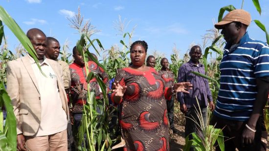 GOVERNO DE MANICA VAI CONTINUAR A ALAVANCAR AS FAMÍLIAS CAMPONESAS A ...