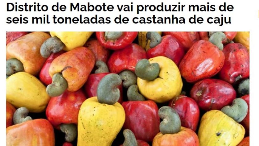 Distrito de Mabote vai produzir mais de seis mil toneladas de castanha ...